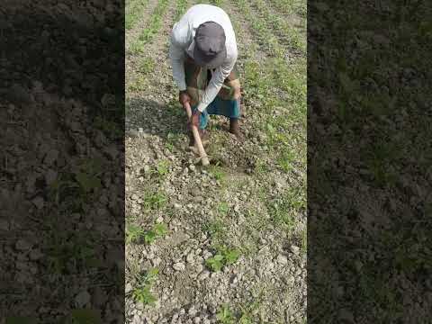 spading the soil# spade