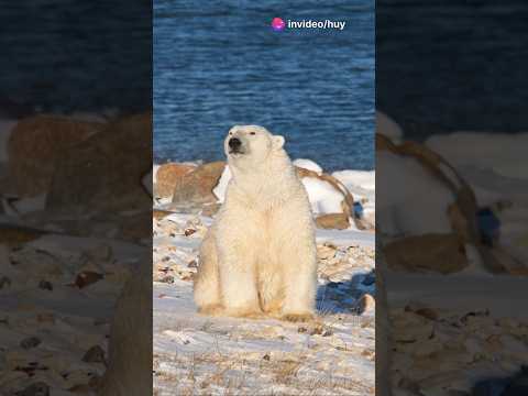 Top 10 Fascinating Facts About Polar Bears #polarbear #animals