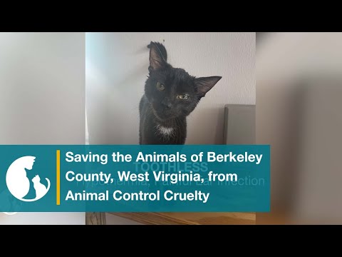Special Investigation: Saving the Animals of Berkeley County from Animal Control Cruelty