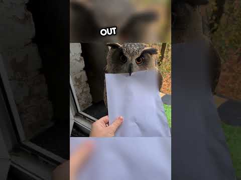 Wait For End 😨Owl And Letter