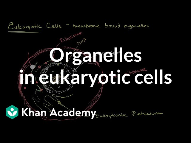 Exploring the Intricacies of Eukaryotic Cells and Their Organelles ...