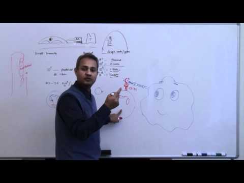 Immunology (Neutrophil) Lecture 3 Part 9