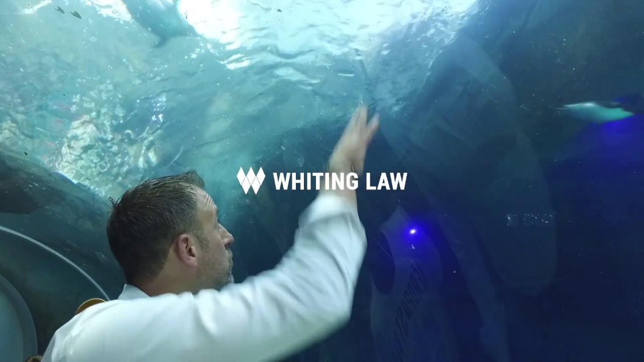 Whiting Law Penguin