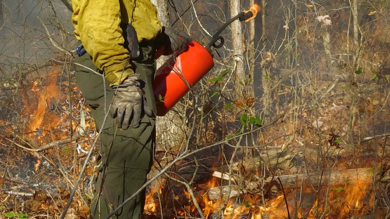 Why Prescribed Burns are Beneficial for Wildlife