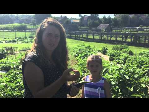 All About Eggplants