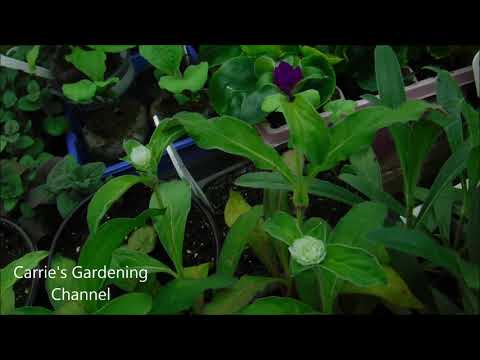 gomphrena seedlings bloomed, what do gomphrena blooms look like, gomphrena blooms