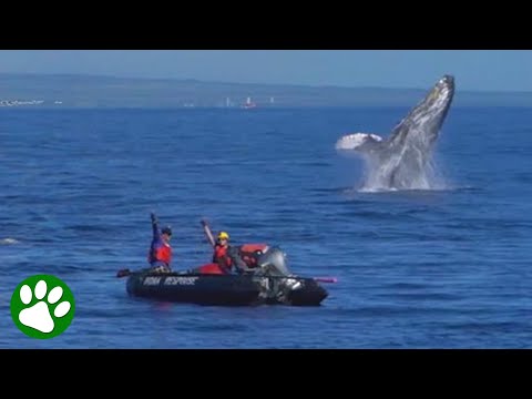 Whale Leaps in Joy to Thank Its Rescuers