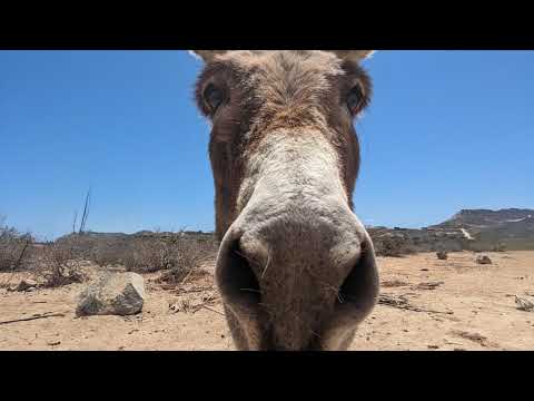 Club Campestre Golf Course - San Jose Del Cabo - Mexico - Live Feed Broadcast