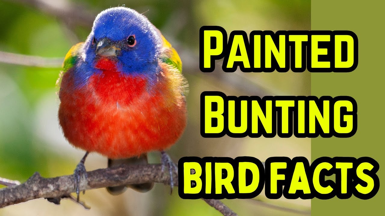 Painted Buntings Documentary | ID, Food, Habitat, Nesting & Behavior