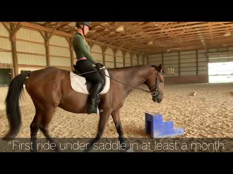 Condor Sale Video 08252019