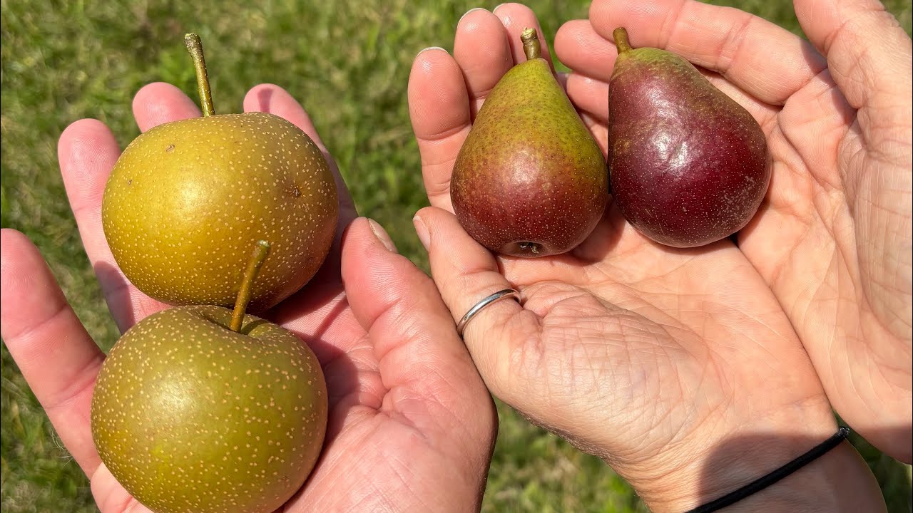 2025 - The Year of the Pears!!! (Bartlett, Chojuro, Starkling Delicious & Seckel)