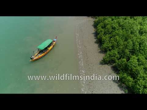 Fisherman fishing in the world's largest delta, Sundarbans