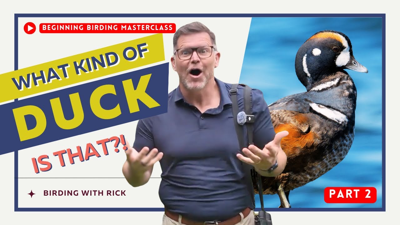 Diving Ducks Decoded: Rick’s Top Tips for Tricky Duck ID