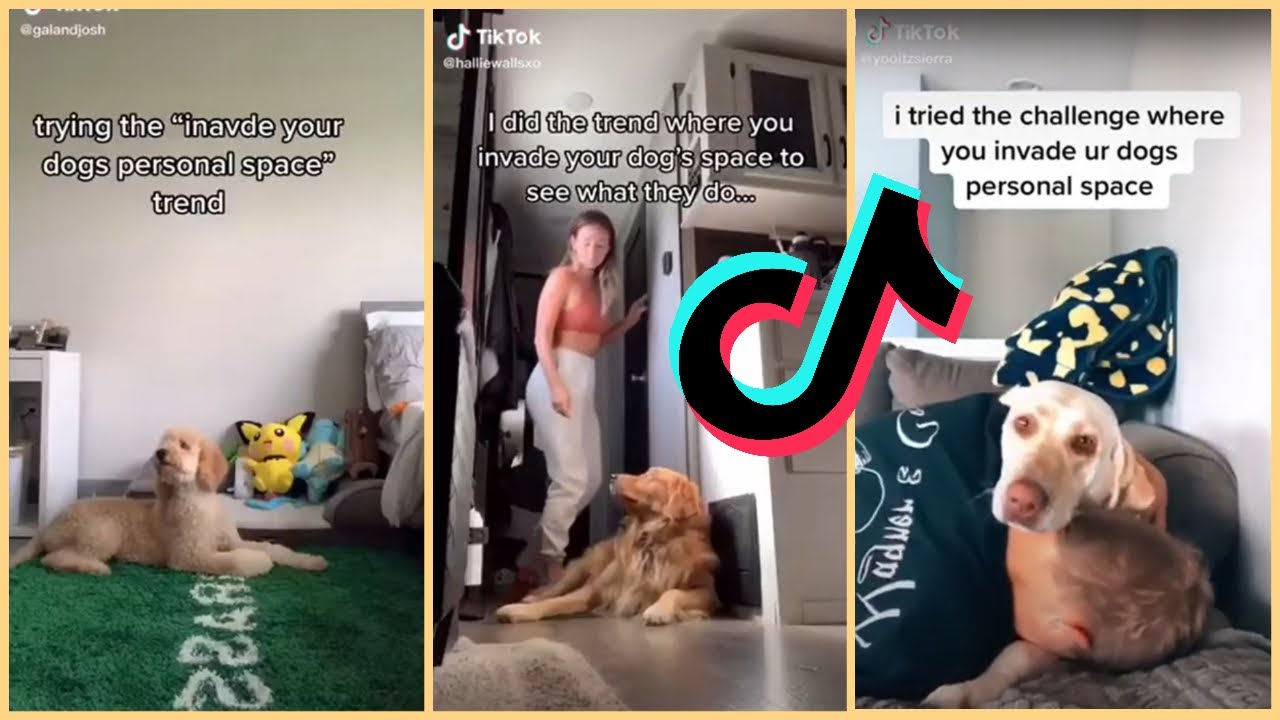 Invading Your Pet's Personal Space [TikTok Challenge]