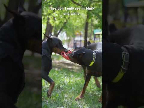 Are Dogs Colorblind? #dog #pets #animals #didyouknow