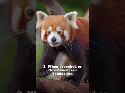 3 Interesting Facts About Red Pandas Part 3! #animal #shorts #facts #redpanda