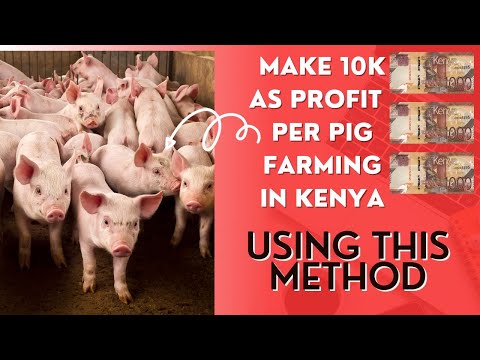 Pig Feeding Costs Vs. Selling Prices Comparison: How Much Money You Make Doing Pig Farming in Kenya