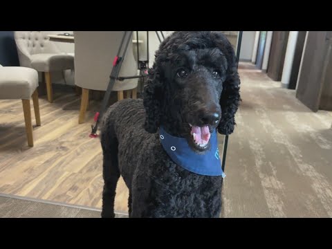 Overland Park dentist fights to keep beloved therapy dog in office