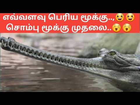 சொம்பு மூக்கு முதலை 6 சுவாரஸ்யமான விஷயங்கள்/ gharial crocodile / Tamil Display