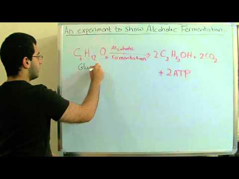 Biology - Chapter 3 - experiment to show the alcoholic fermentation - Abdallah Reda el Sayed