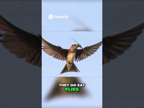 Purple Martins' Diet Bugs, Flies, and More!