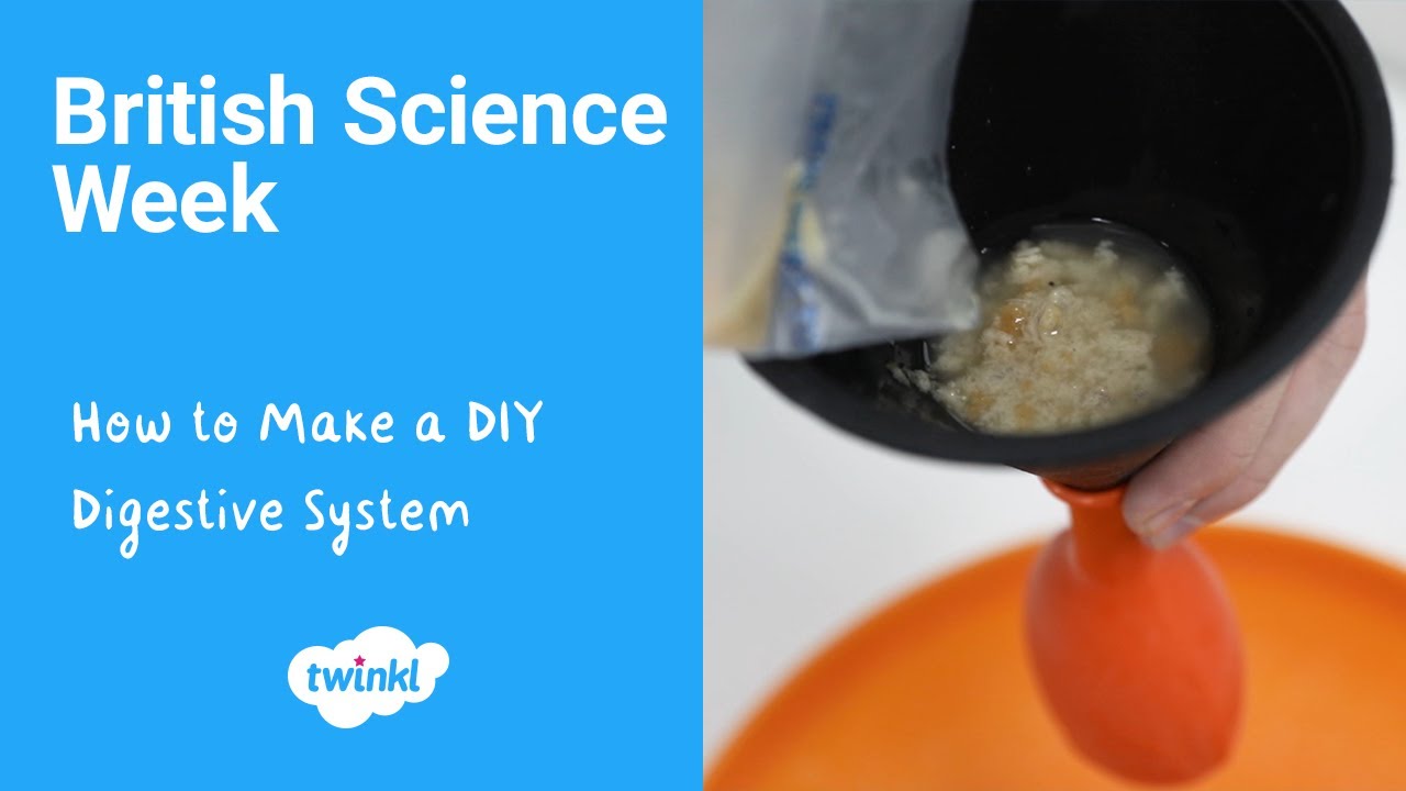 How to Make a DIY Digestive System | KS1 Science Experiments | British Science Week