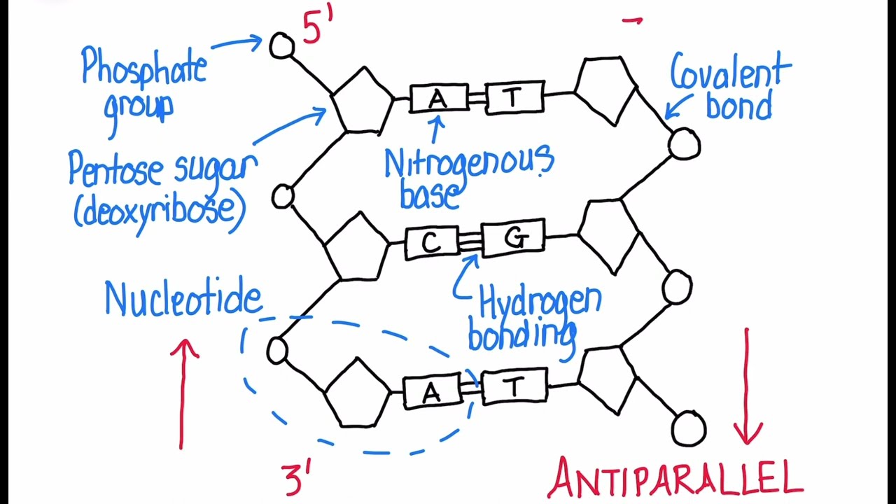 A1.2.6 Drawing the structure of DNA