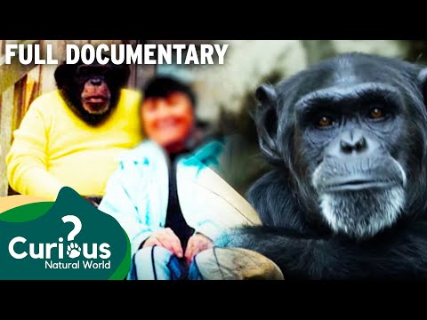 Tragic Attack On A Chimpanzee Pet Keeper Explained | Full Documentary | Predator Pets