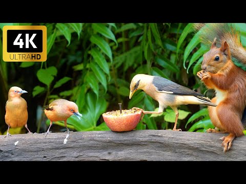 [NO ADS] Cat TV for Cats to Watch 🐿️ Squirrels & Birds Squabble Over Food 😹 Videos for Cats 4K HDR
