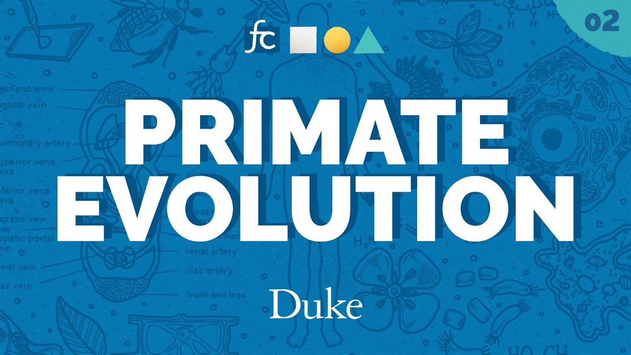 Primate Evolution's Tangled Tree | Fundamental Concepts with Jenny Tung