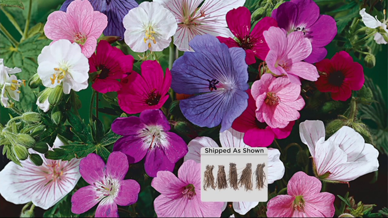 Breck's Mammoth 5-pc. Fragrant Hardy Geranium on QVC