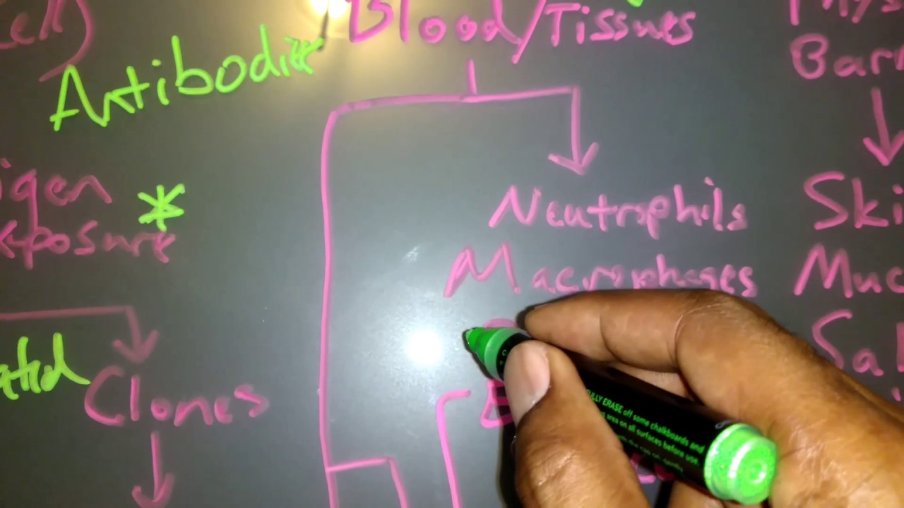 The Immune System Mind Map