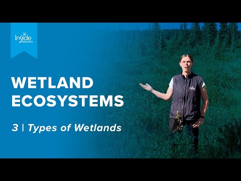 3 | Wetland Ecosystems | Types of Wetlands