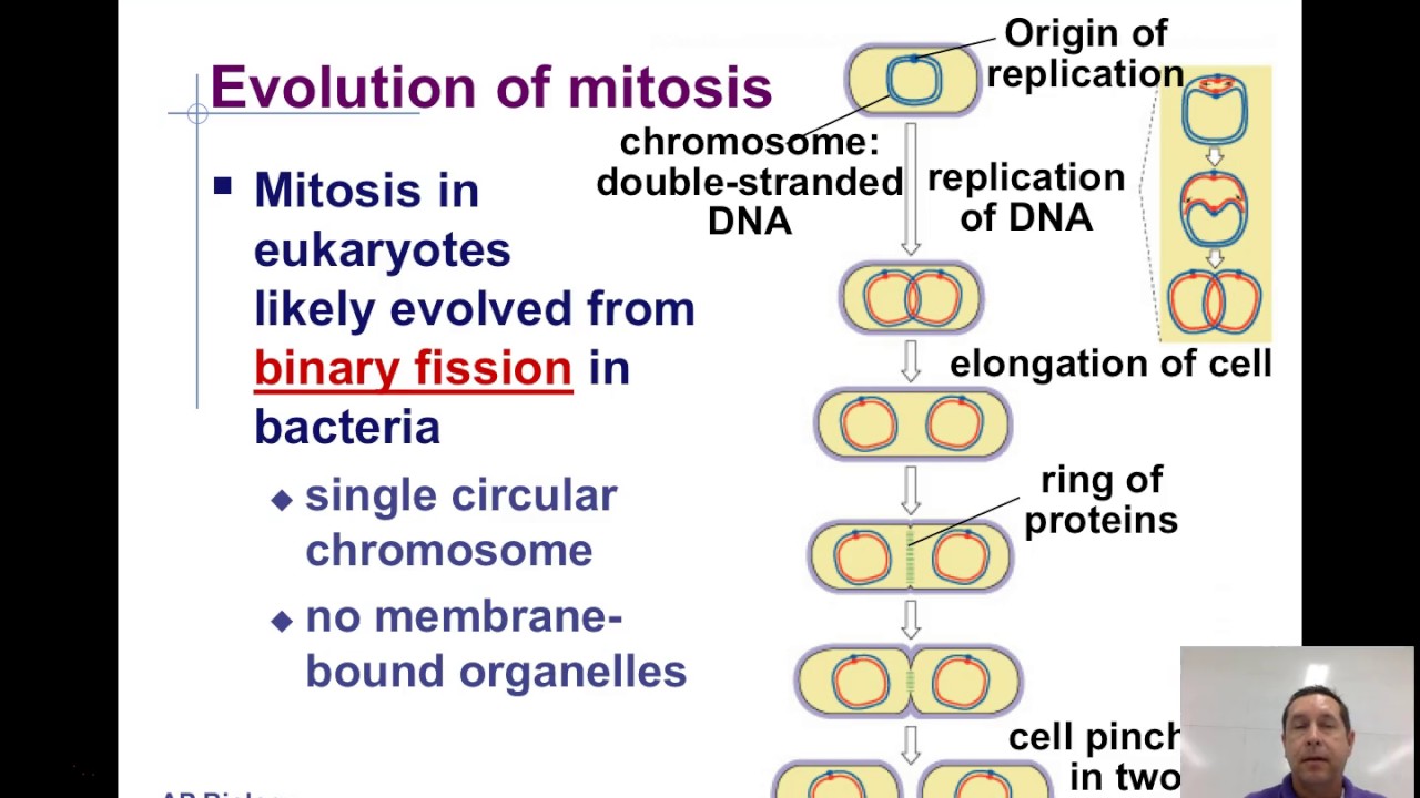 Evolution of Mitosis