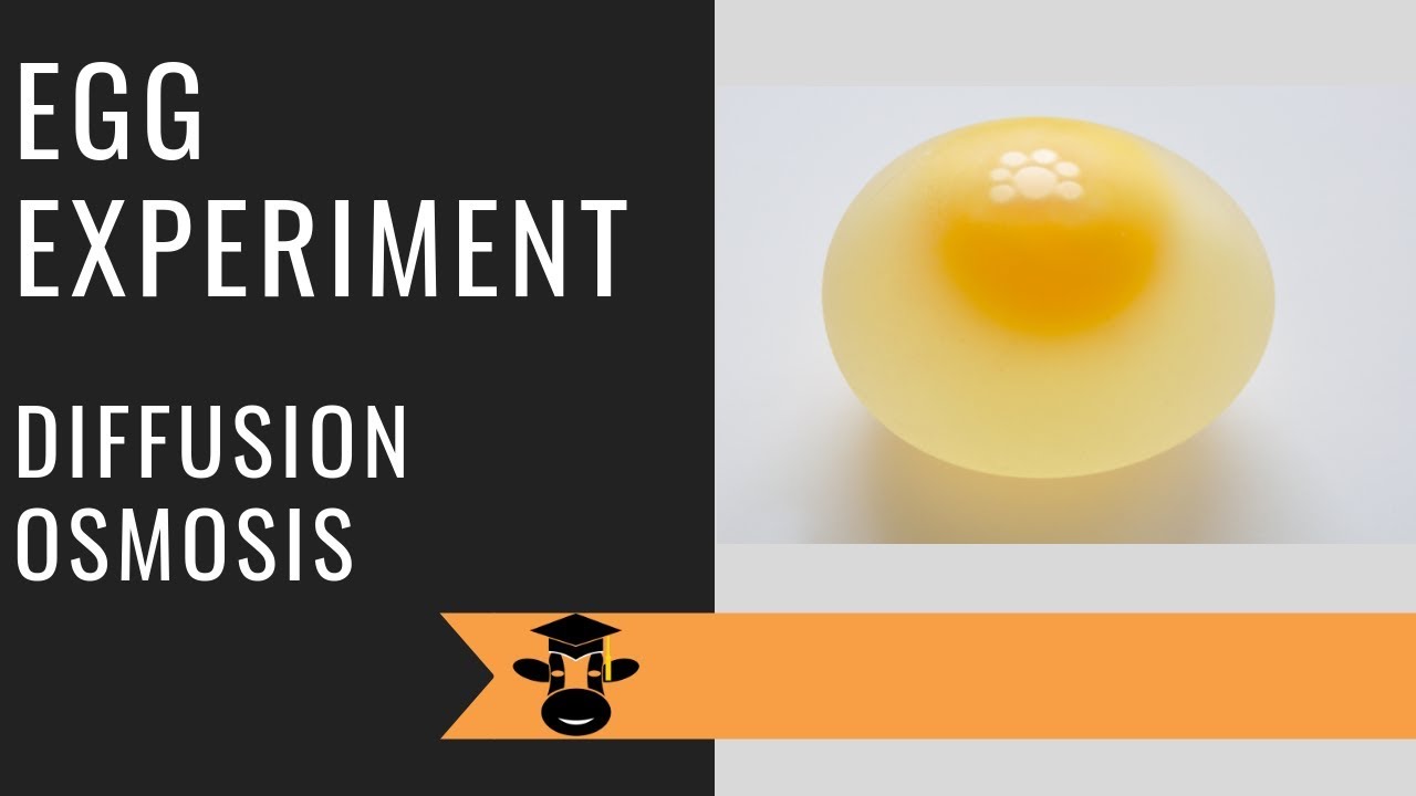 Egg experiment demonstrates osmosis and diffusion