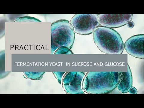 Fermentation of yeast to sucrose and glucose