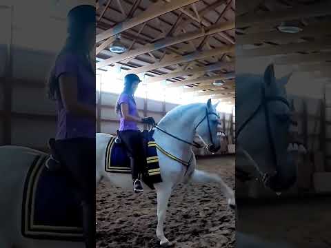 Riding Every Breed: The Andalusian! 🐴