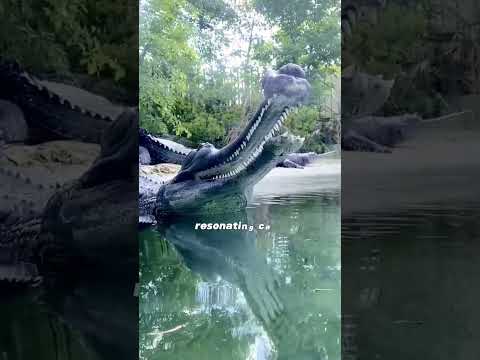 gharial | facts about gharial | gharial facts #gharial #shorts