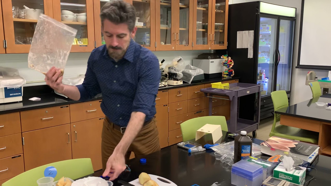 Catalase Lab Set-up and Overview