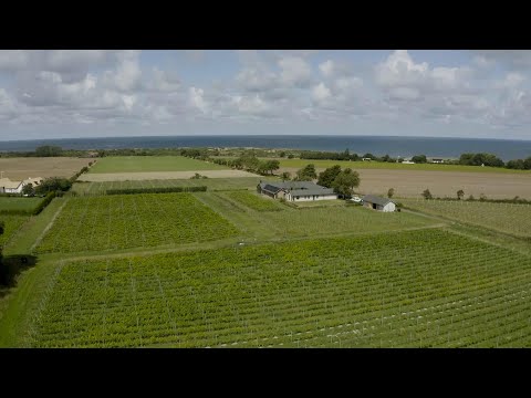 Warming world sparks Sweden’s wine revolution