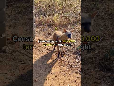 Meet the Aardwolf, they are kinda cute!