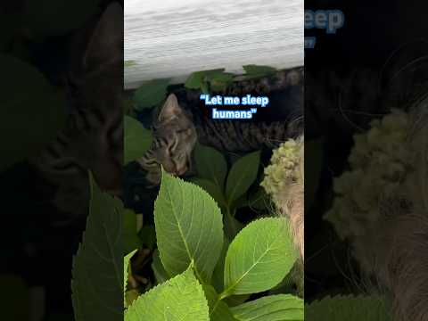 Cat nap behind the hydrangeas 😍🪻 #shorts #cats #garden