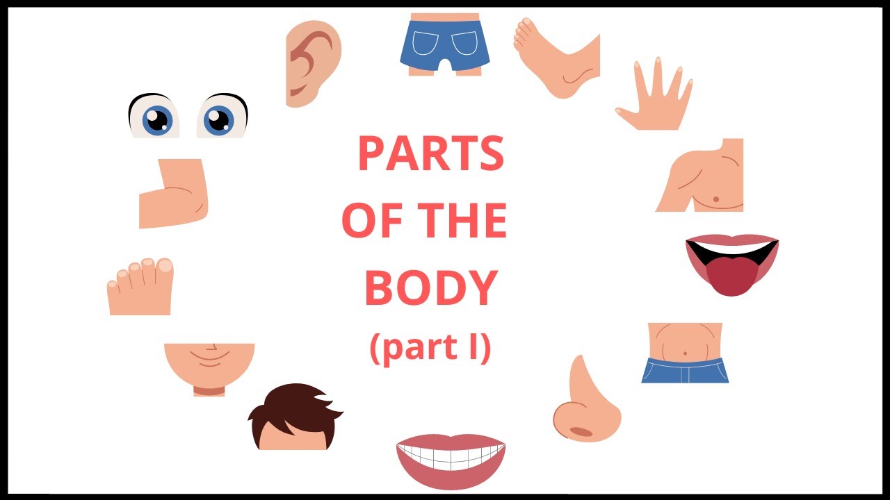 PARTS OF THE BODY (part I) descarga el PDF con actividades!