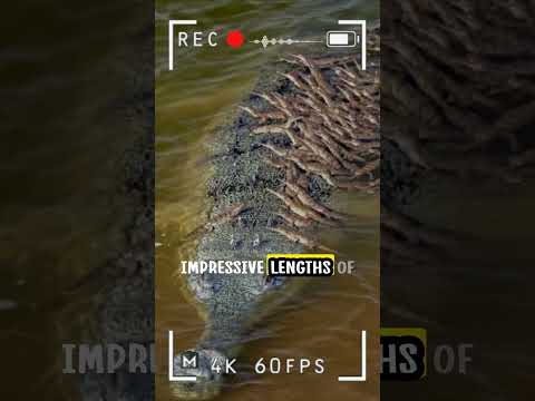 The Gharials, Most bizzare Looking Crocodile in the World