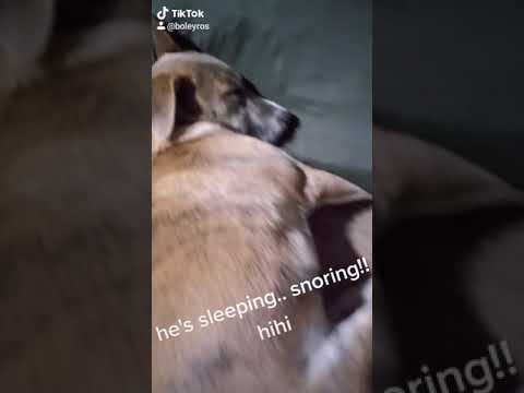 Tiktok dog snoring