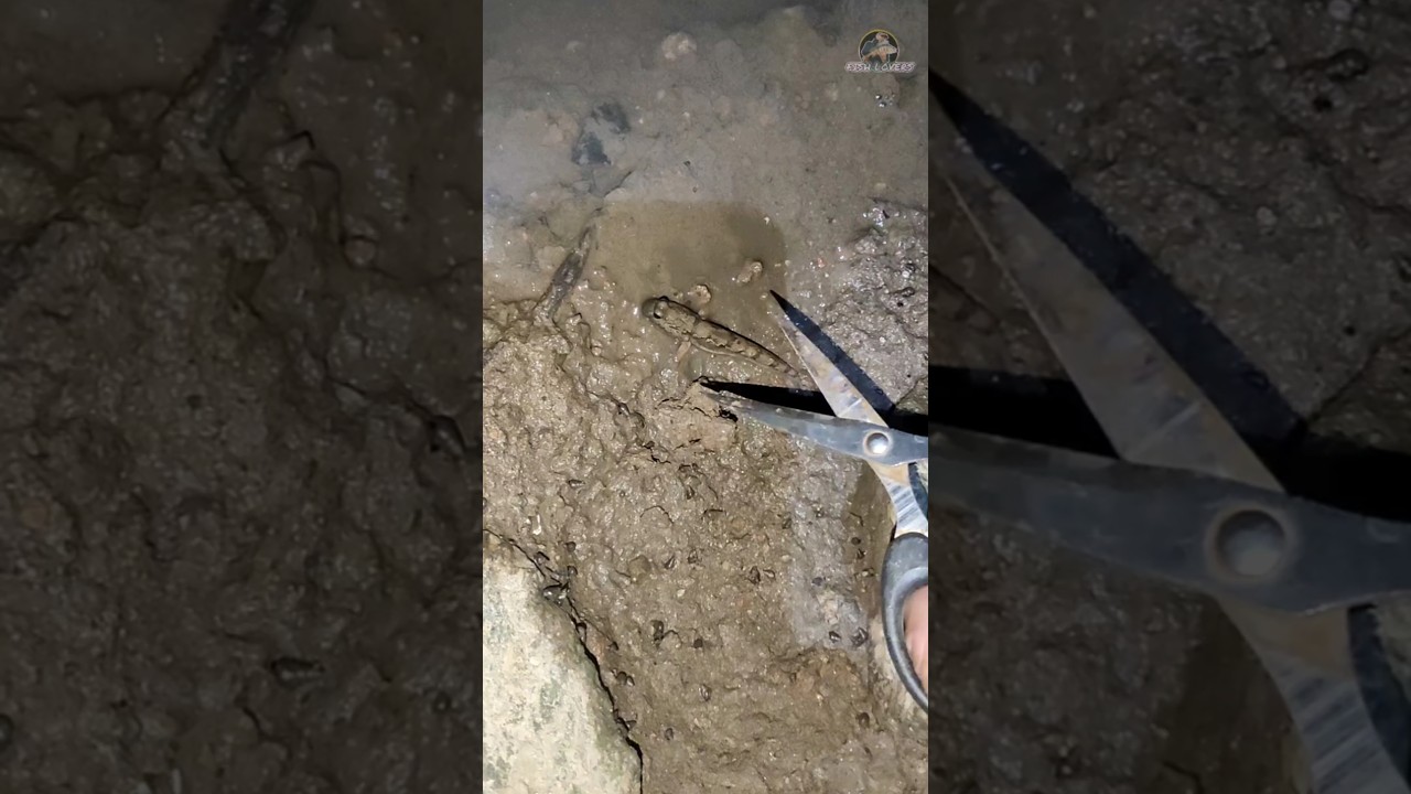 Extreme Technique for Catching Mudskipper Fish ||