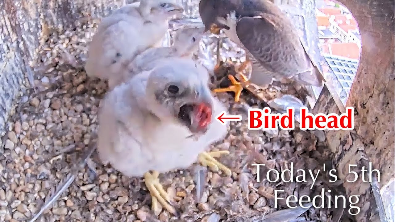 #94🦅🐥20°🐥20°🐥16°🥚Amersfoort🇳🇱Falcon Nest 2026／Joris💗1PF／Onze Lieve Vrouwevoren／by OLV Toren