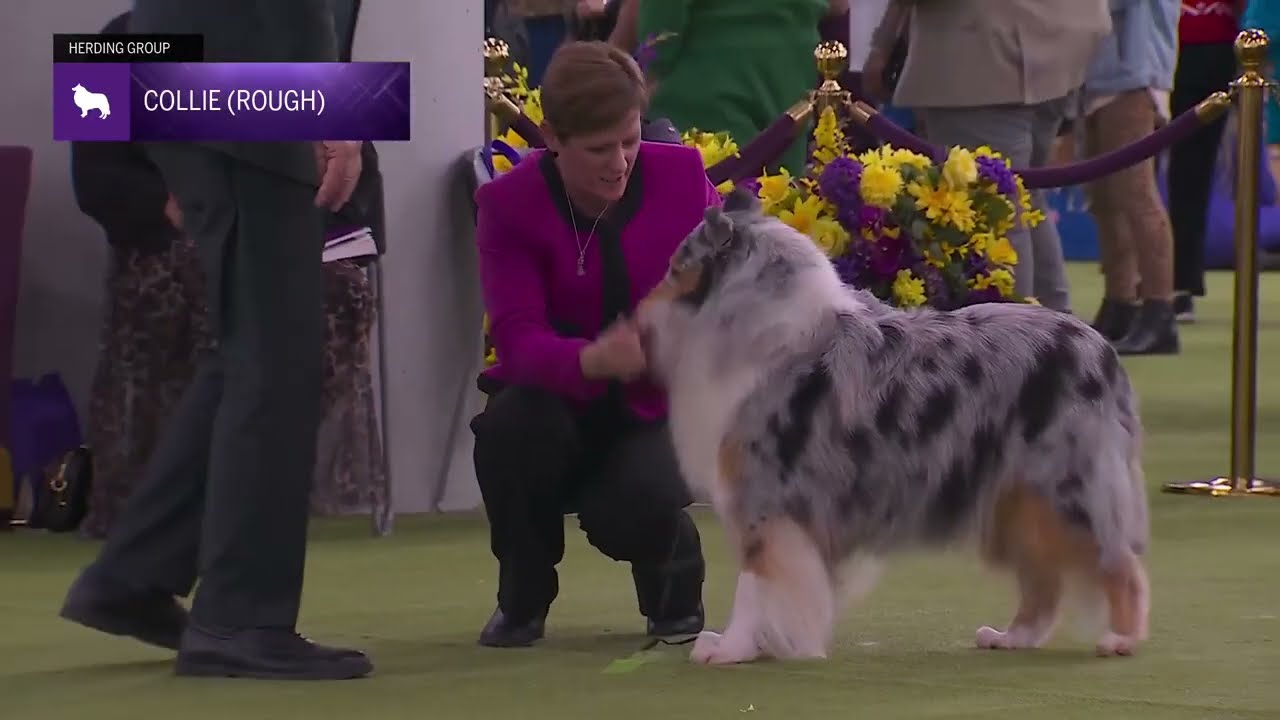 Collies (Rough) | Breed Judging 2026
