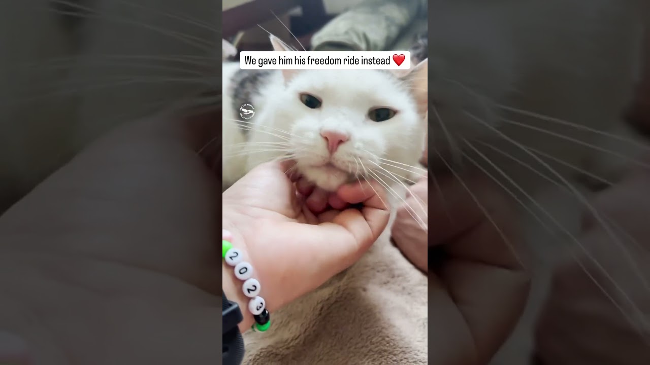 Senior cat saved from the shelter! Meet Carl #adopt