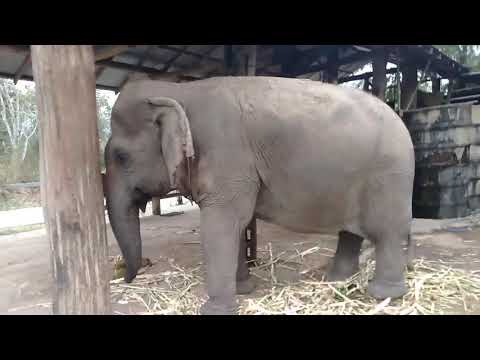 Luis in Pai Nothern Thailand Asia Elephant Camp Mae Hong Son Province Myanmar Burma Chiang Mai River